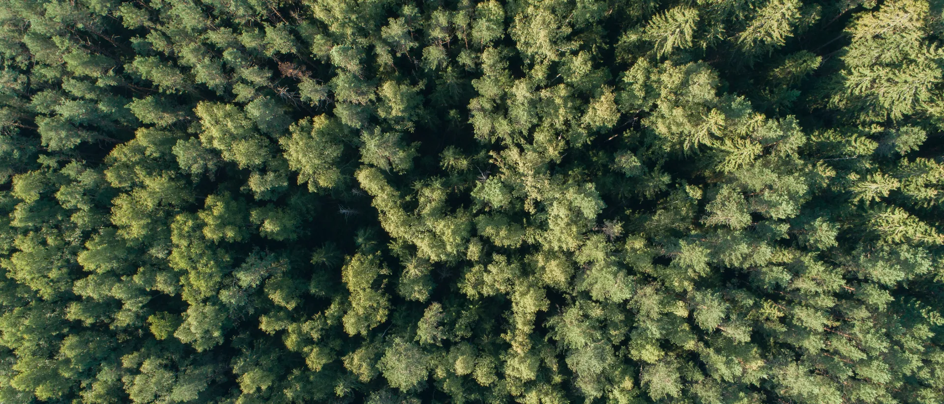 Discover Timberland Federal Credit Union's Community Impact